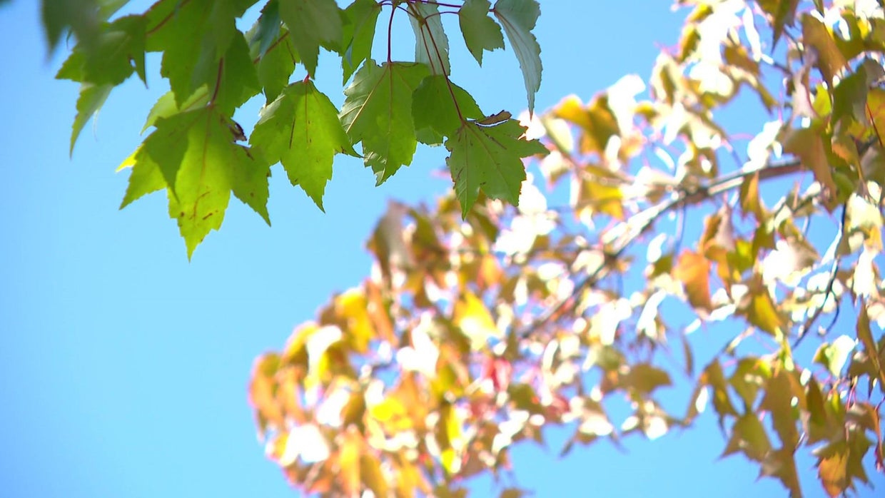 Years of extreme drought, this summer's extreme heat causing early fall ...