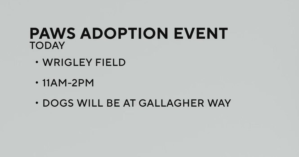 PAWS dog adoption event at Wrigley Field - CBS Chicago