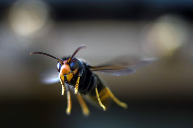 Invasive yellow-legged hornet spotted in U.S. for first time - KTSA