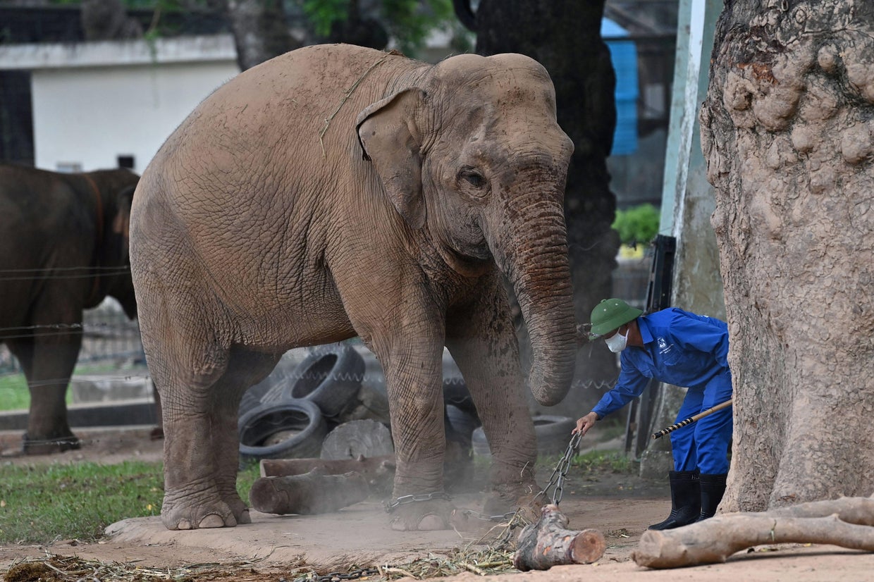 Activists campaign for shackled elderly zoo elephants to be released in ...