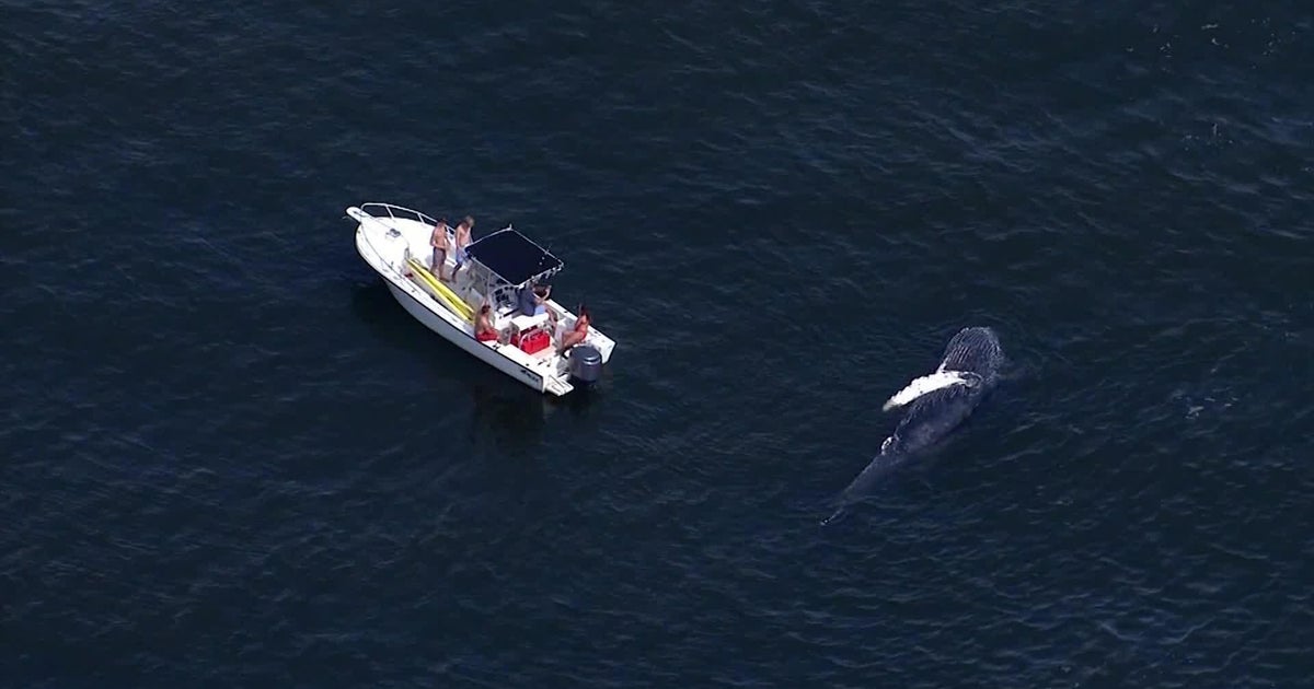 NY: Dead whale off shore of Long Island - CBS Miami