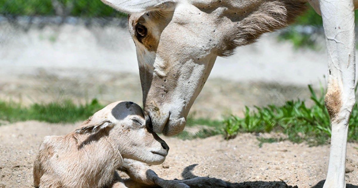 Critically endangered African antelope calf born at Brookfield Zoo ...