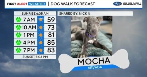 Mocha joins Dog Walk Forecast - CBS Colorado