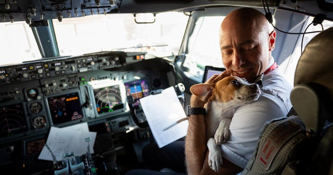 130+ shelter animals get emergency airlift out of Maui - CBS Texas