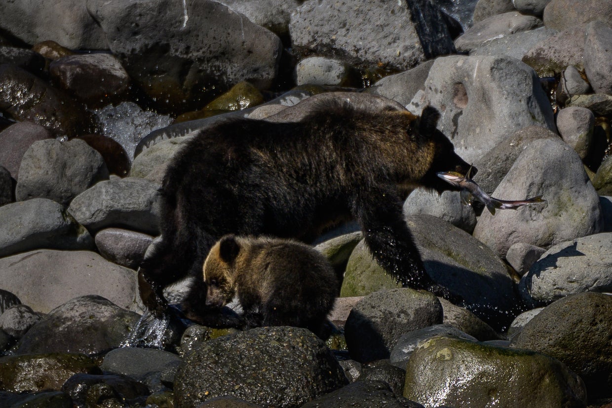 Bear and 2 cubs captured, killed after sneaking into factory in Japan ...