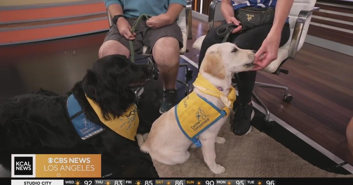 Service dogs, Heidi and Noodle join DogFest organizers to promote the ...