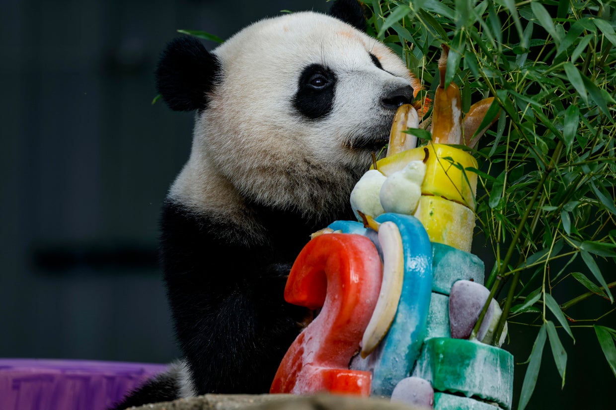 The National Zoo in Washington, D.C., returned its beloved pandas to ...