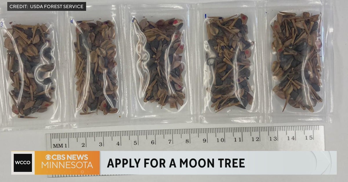 NASA opens invitations for "moon trees" - CBS Minnesota