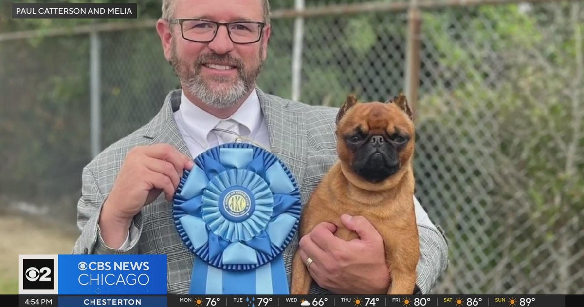 Peter Pan is the 'Best' at the Great American Dog Show - CBS Chicago