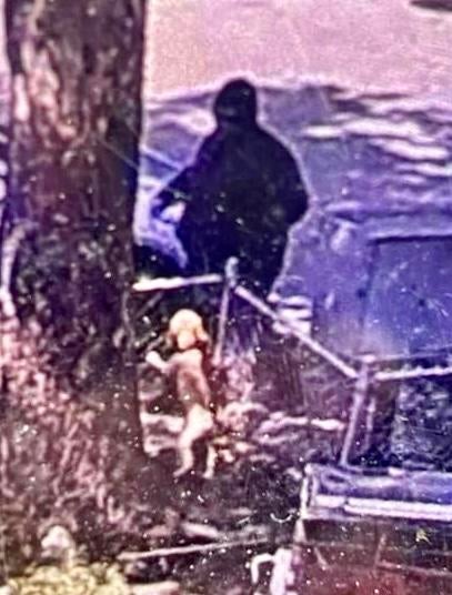 Video shows brazen dog theft from a Baltimore home. Police believe the ...