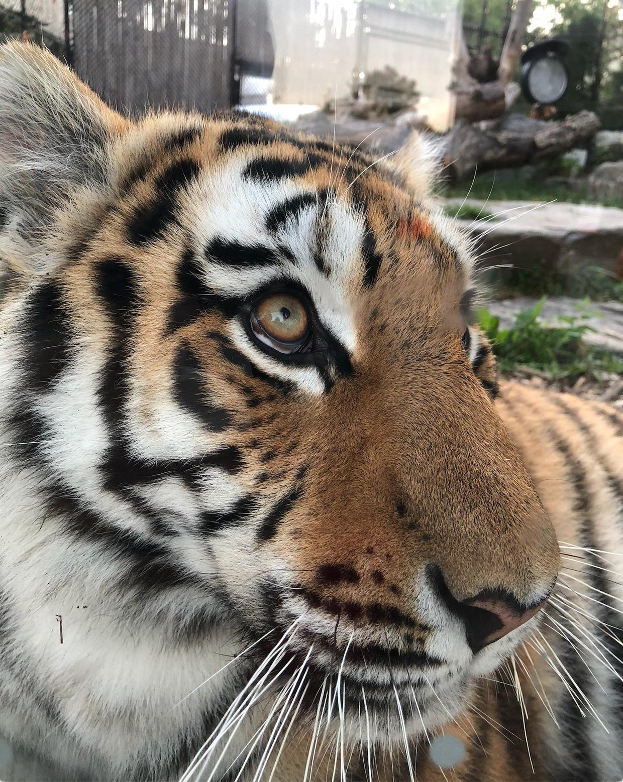 Cheyenne Mountain Zoo says 2-year-old Amur Tiger, Mila, has died - CBS ...