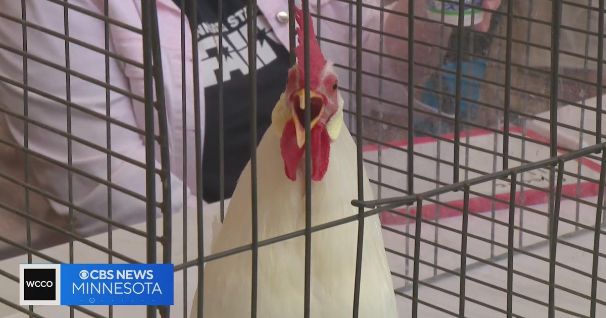 State fair barn packed for rooster crowing contest - CBS Minnesota