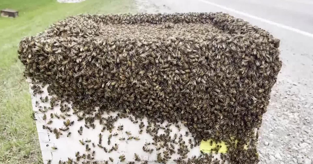 Around five million bees released when crate carrying them falls off ...