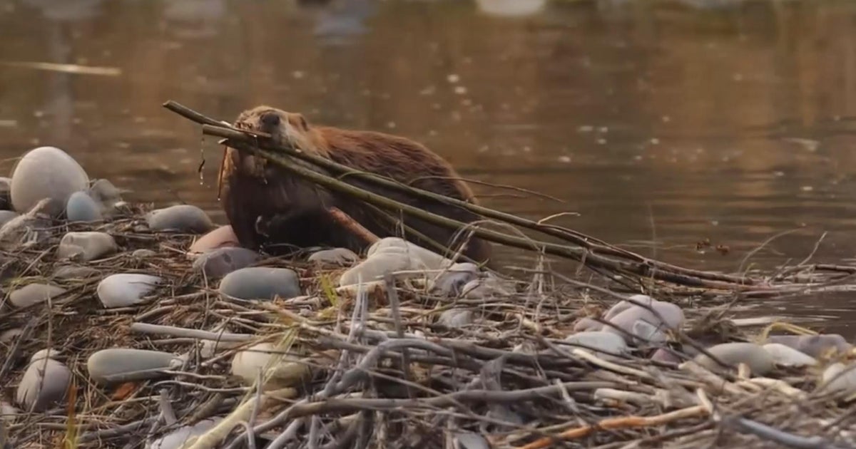 Beaver relocation program aims to revitalize waterways, woodlands - CBS ...