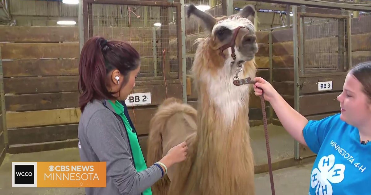 Meet the fair's llamas and alpacas - CBS Minnesota