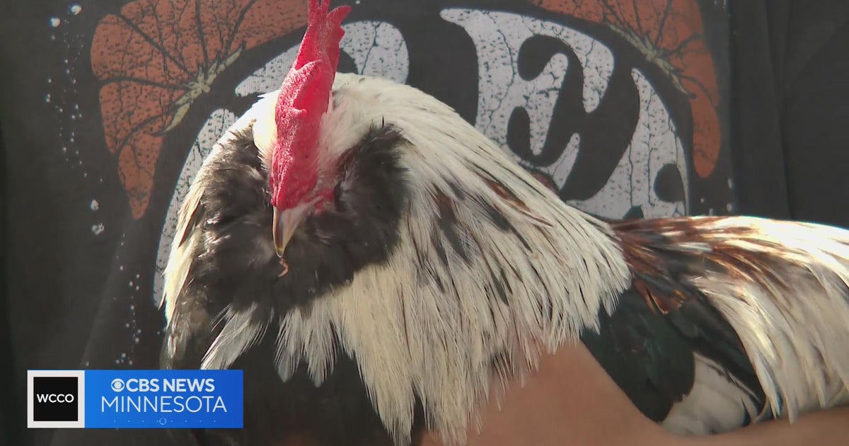 Prize-winning rooster Javier makes cameo on WCCO - CBS Minnesota