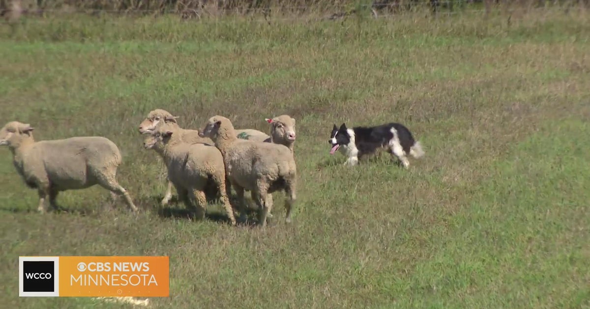 Rebecca Kolls hits up the sheep herding competition - CBS Minnesota