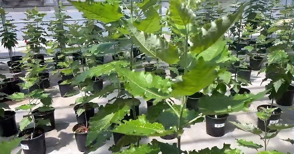 Bay Area biotech startup boosts tree growth to capture carbon - CBS San ...