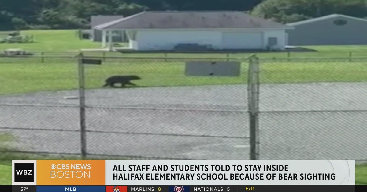 Bear spotted at elementary school in Halifax - CBS Boston