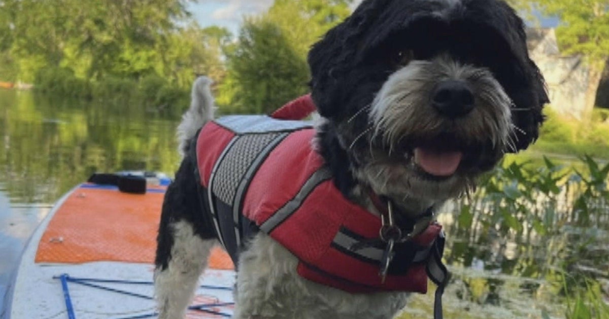 Dog killed by coyotes at Hopkinton walking trail - CBS Boston