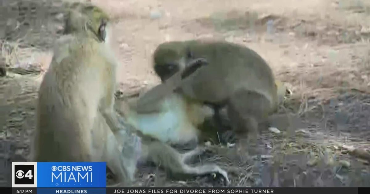 Monkey Mating With Dog