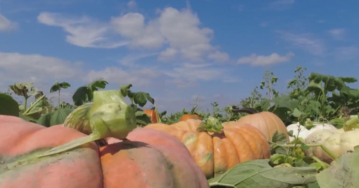 Despite drought, plenty of pumpkins ready for fall harvest - CBS Minnesota
