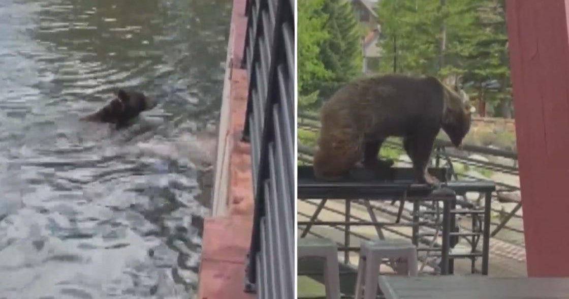 CPW doles out funding to help reduce Colorado bear-human conflicts - CBS Colorado