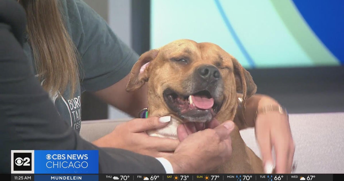 Pet Rescue Spotlight: Border Tails Rescue - CBS Chicago