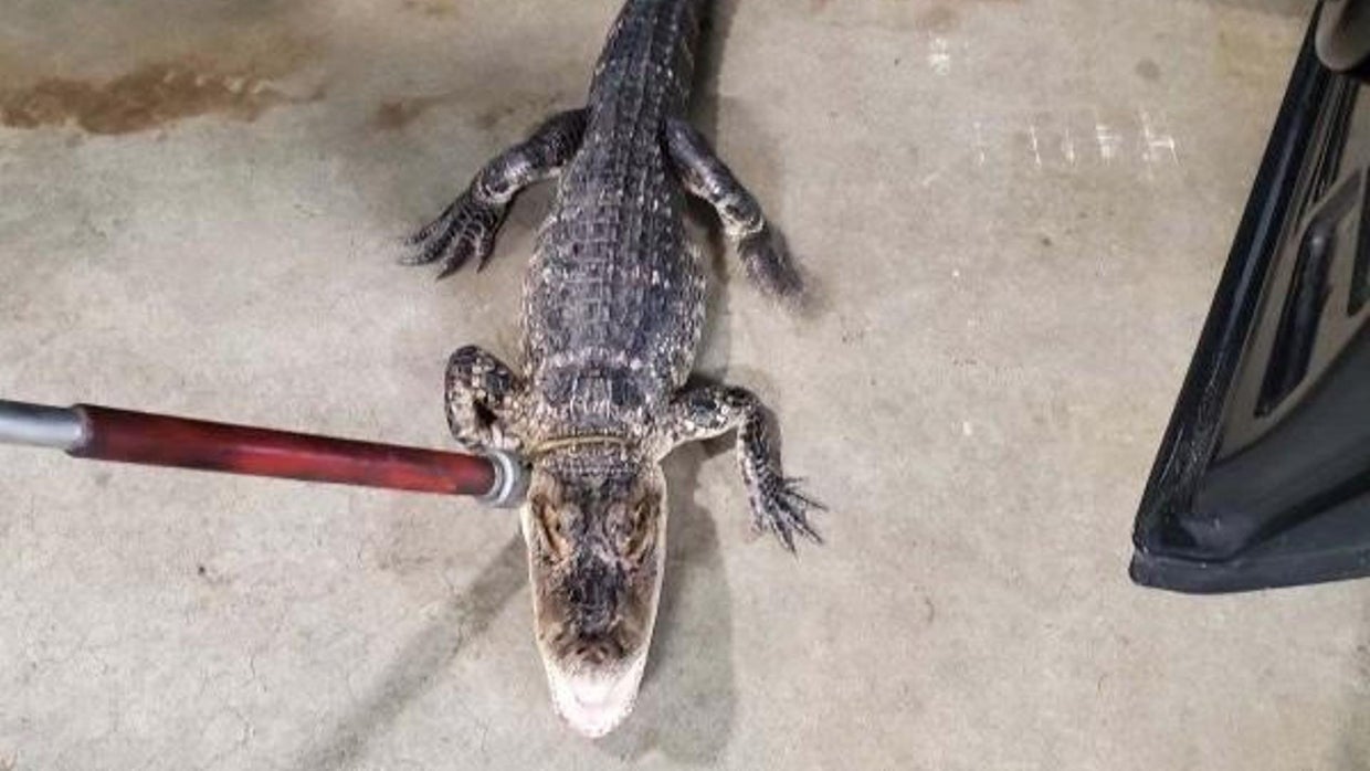 Alligator captured in Piscataway and relocated to Cape May Zoo after ...