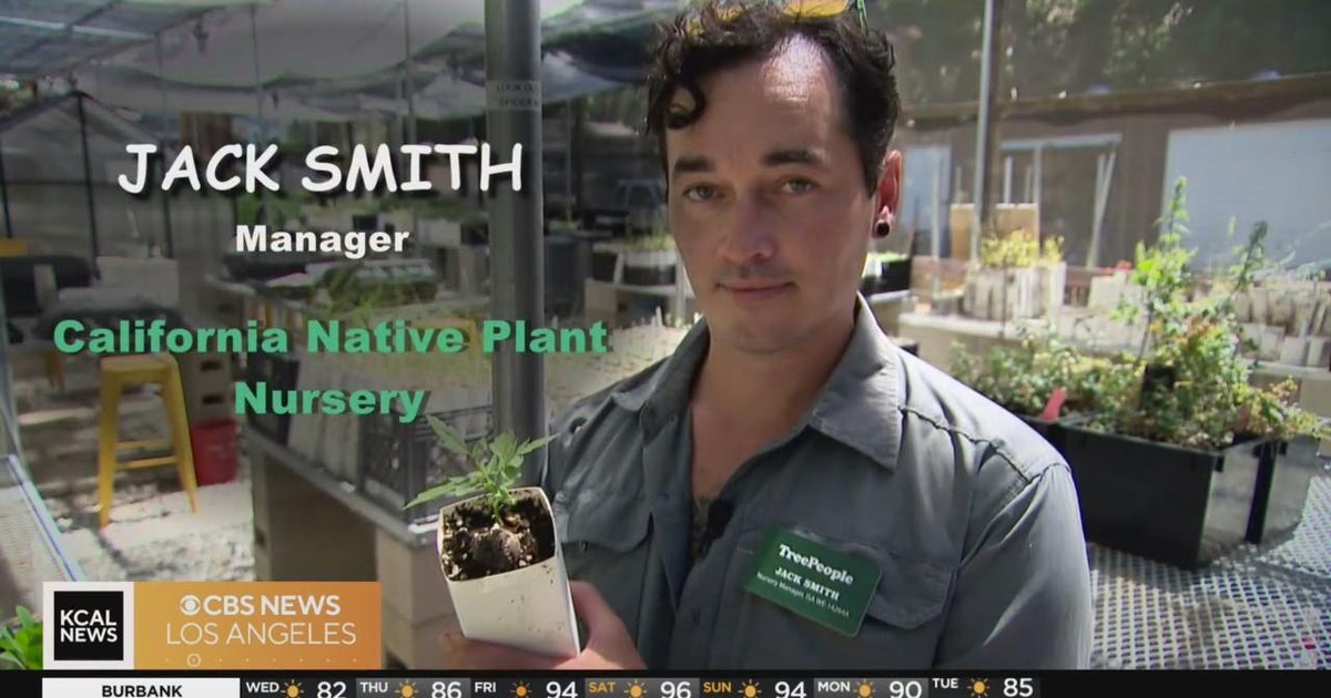 An arborist shows us the science behind planting trees - CBS Los Angeles