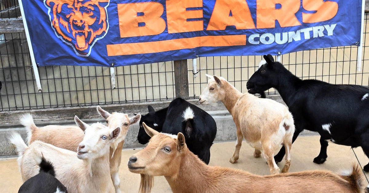 Brookfield Zoo animals ready for Sunday's Bears game against Packers ...