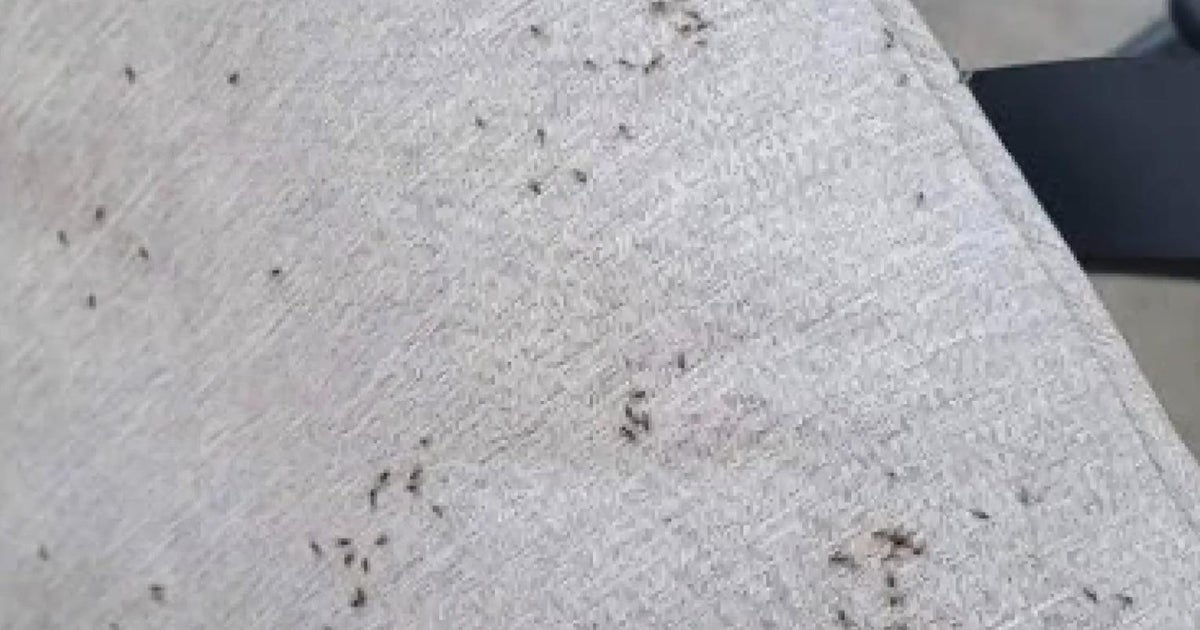 Mysterious swarm of bugs infests Evergreen Park - CBS Chicago