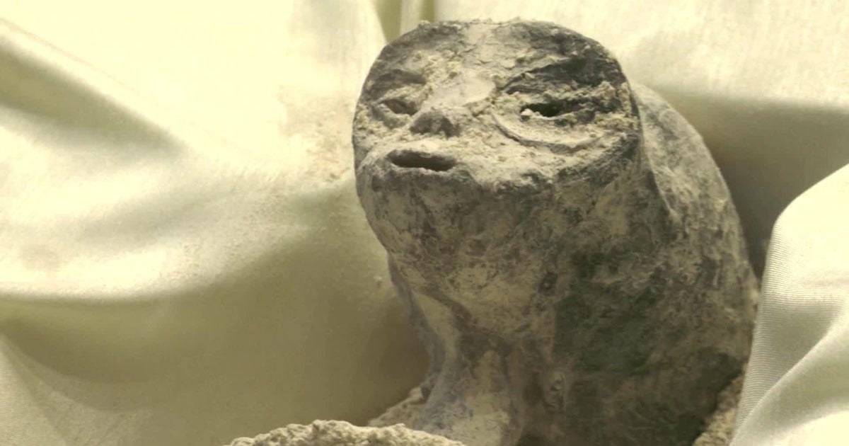 Video shows Mexico remains 'Non-Human' on display - CBS Miami