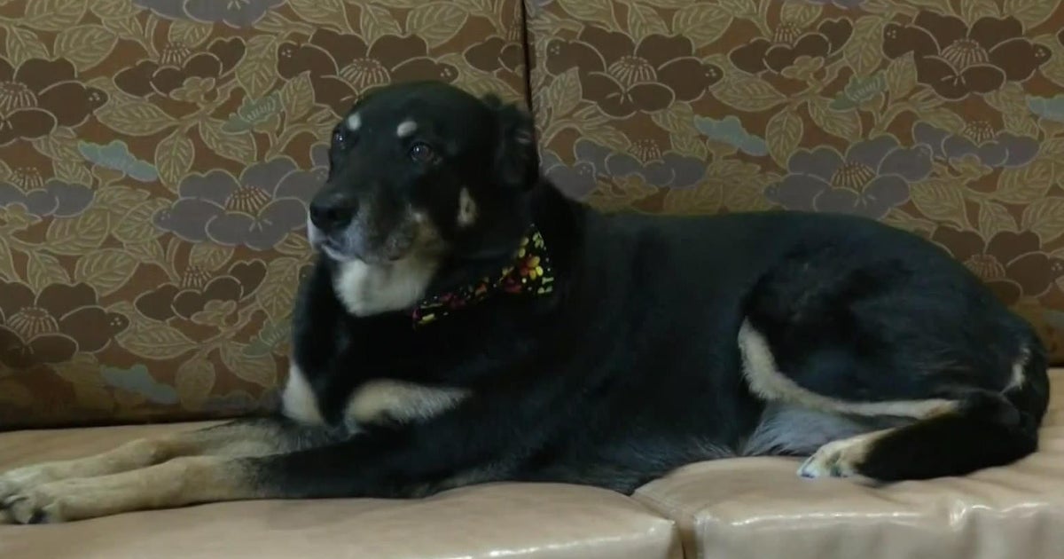 Scout the dog breaks out of shelter, becomes member of long-term care ...