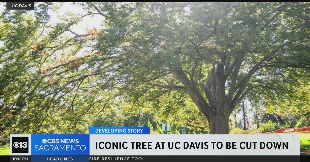 Iconic tree on the UC Davis campus to be removed - CBS Sacramento