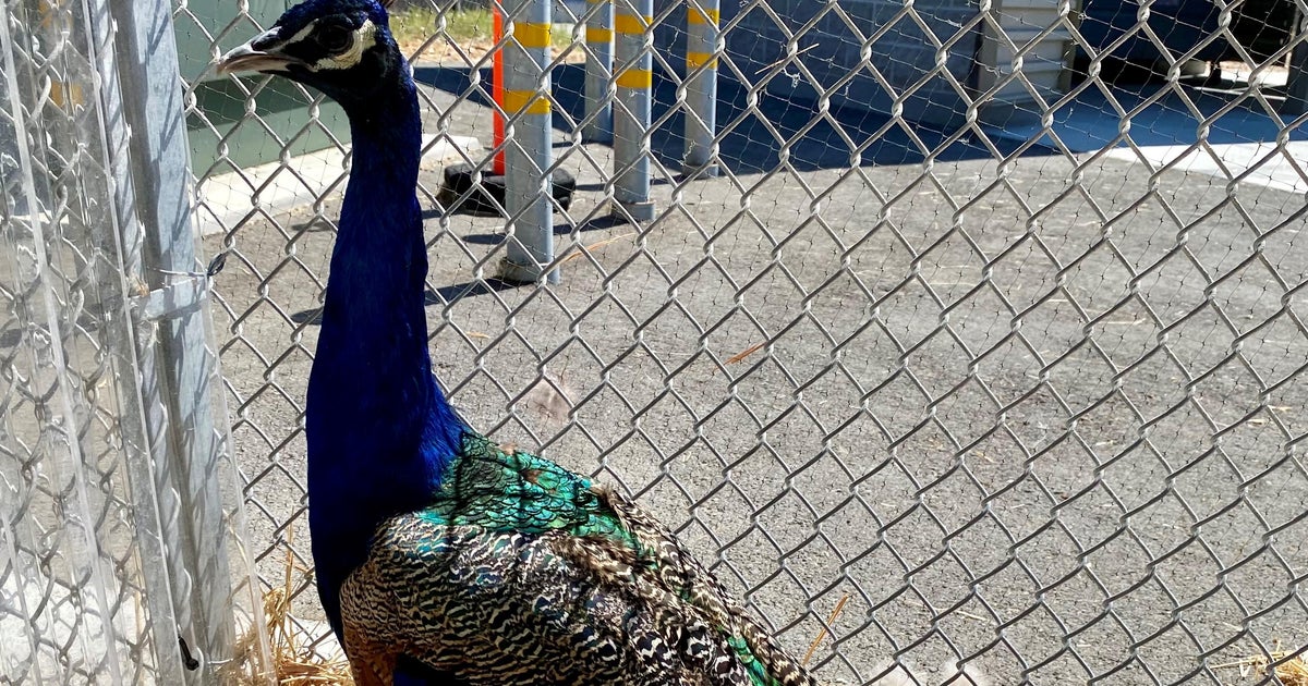 Peacock recently rescued in East Palo Alto up for adoption - CBS San ...