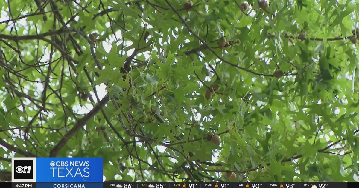 Gardening 101: Heat resistant trees - CBS Texas