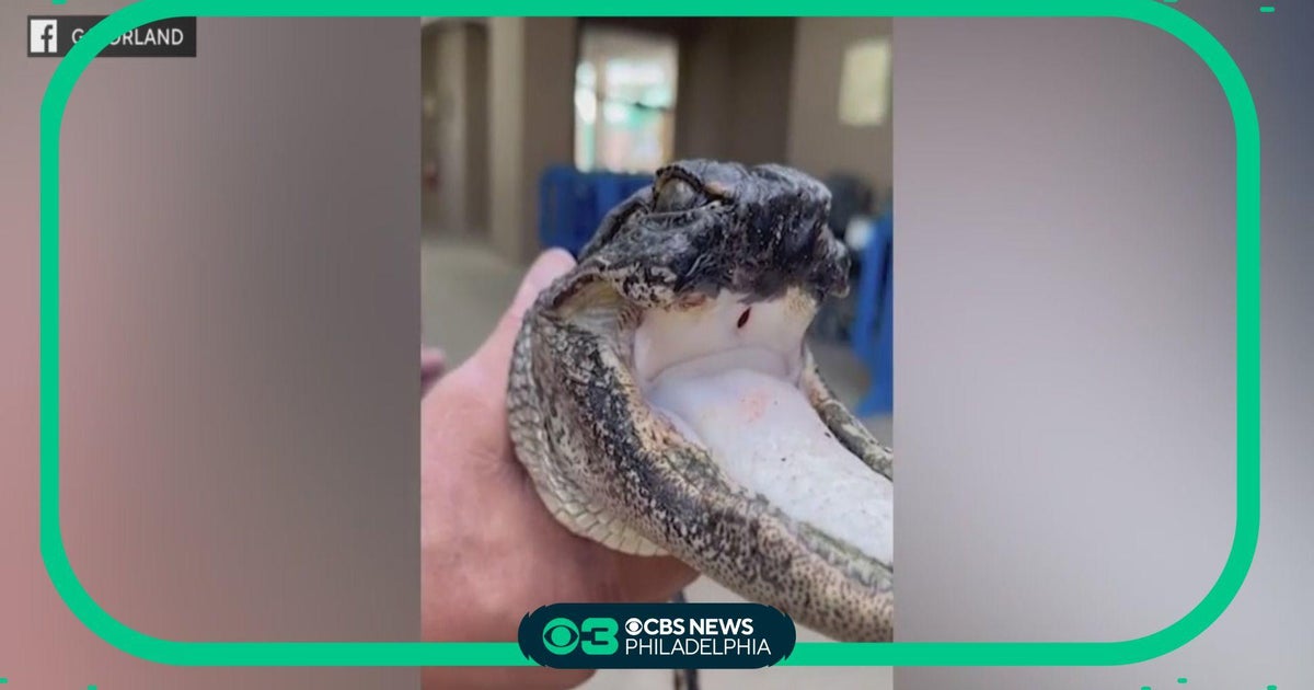 Alligator missing top of its nose and jaw rescued by Gatorland Orlando ...