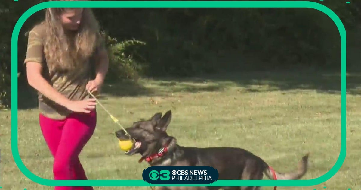 A look at the training of a K-9 - CBS Philadelphia