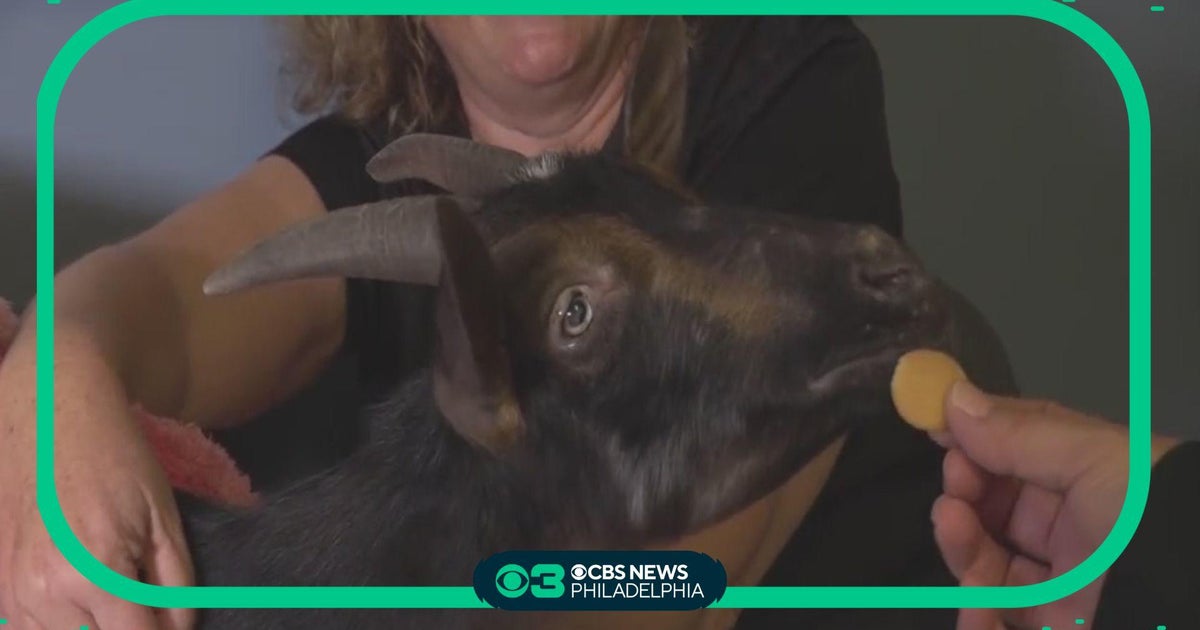 Meet Didi: a South Jersey animal clinic's emotional support goat - CBS ...