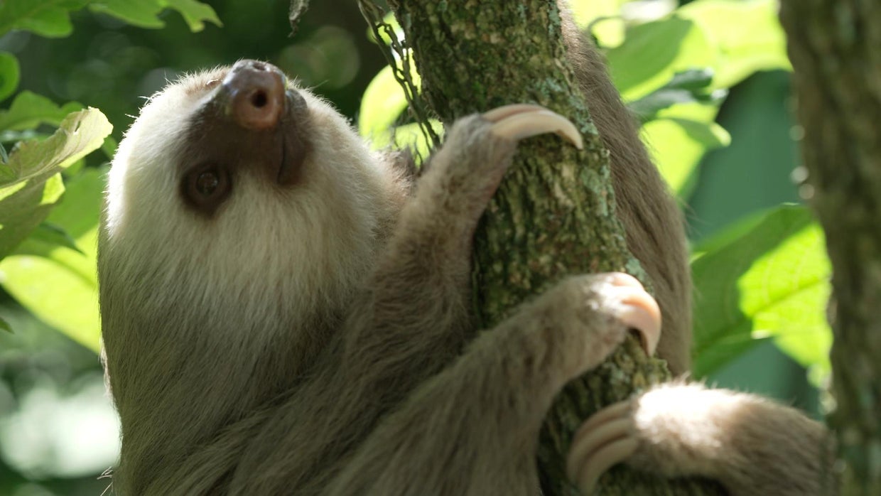 Sloths threatened by climate change after 64 million years of evolution ...