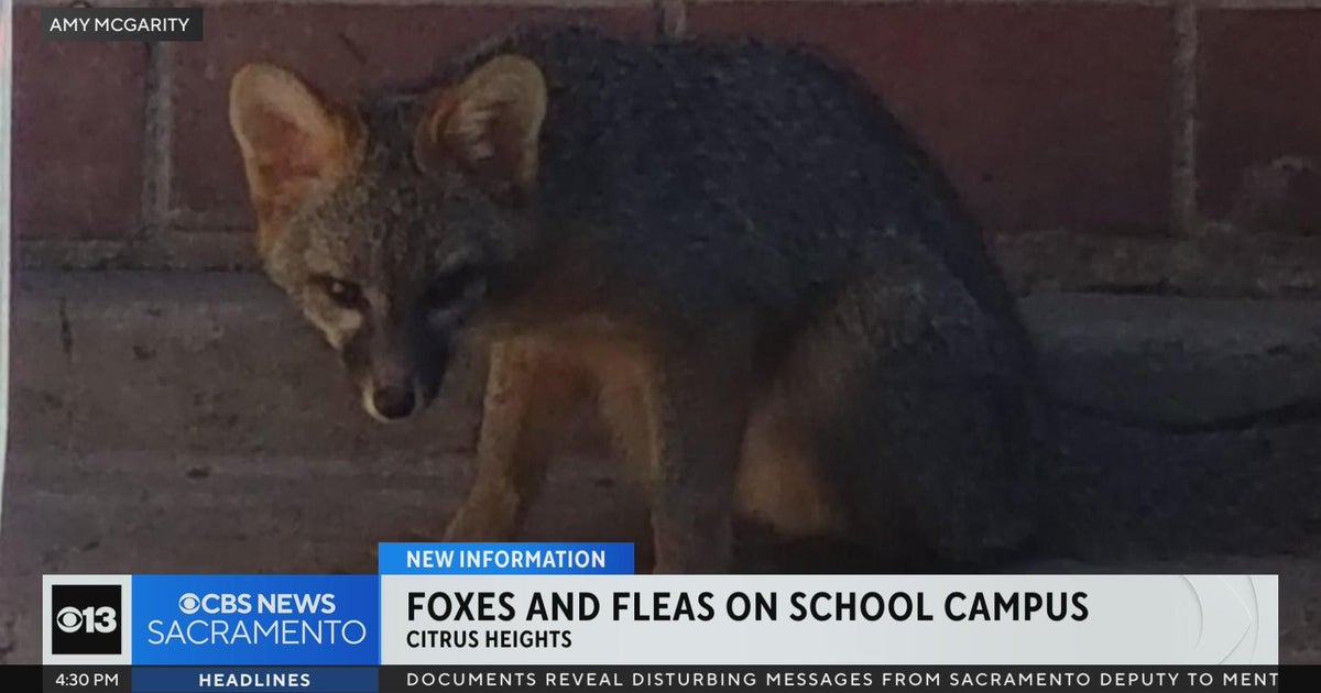 Foxes suspected of causing flea infestation at Sacramento-area ...