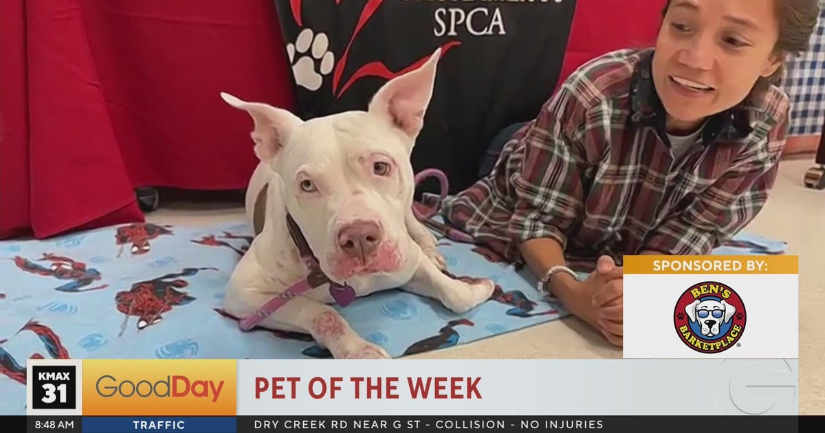 Sacramento SPCA Pet of the Week - meet Princess! - Good Day Sacramento