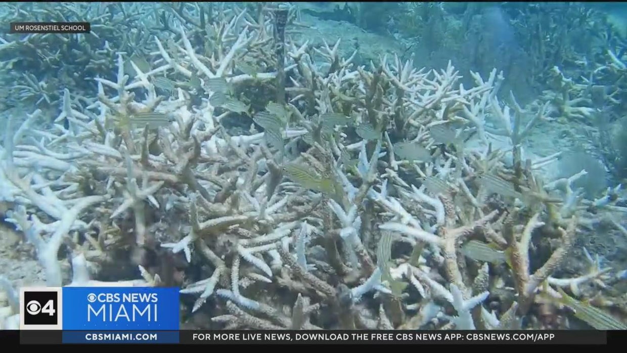 Florida scientists seek to save coral reefs from bleaching as ocean ...