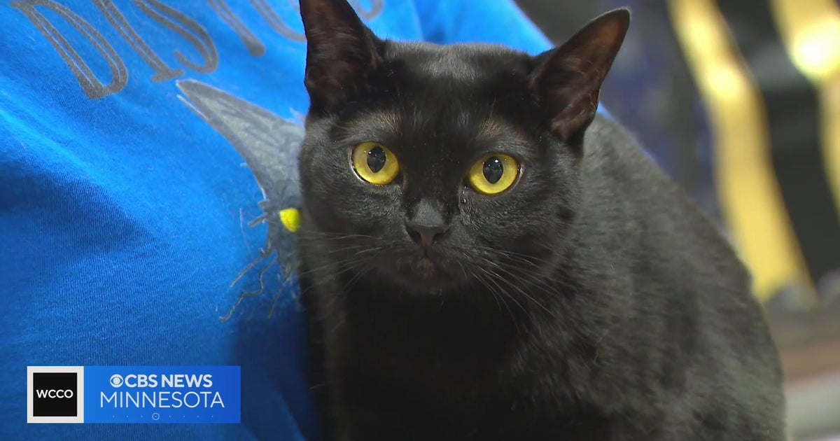 Fancy felines compete at St. Paul cat show - CBS Minnesota