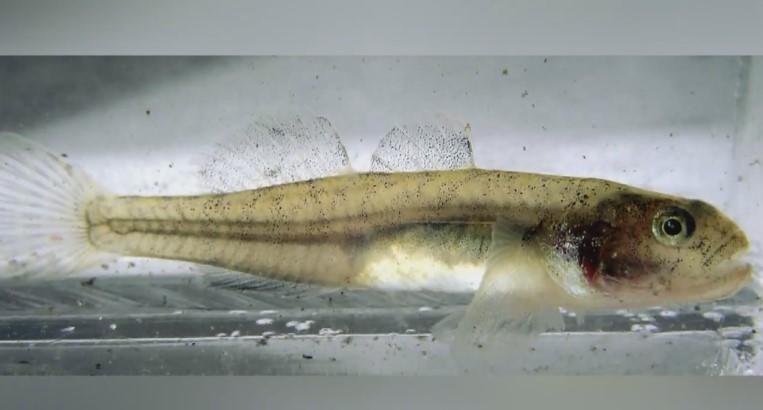 38th Malibu Triathlon back on after endangered fish concerns - CBS Los ...