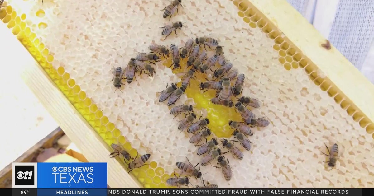Climate Connection: The honey bee population - CBS Texas