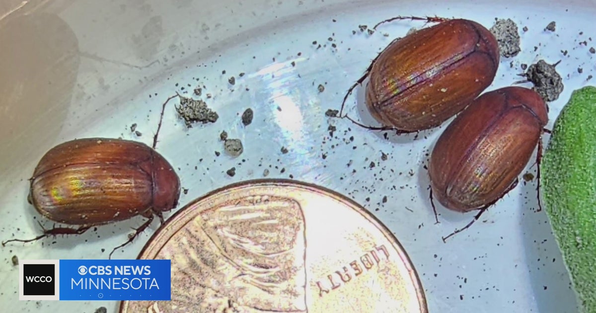 Minnesota's ag dept. is eyeing possible arrival of these invasive ...