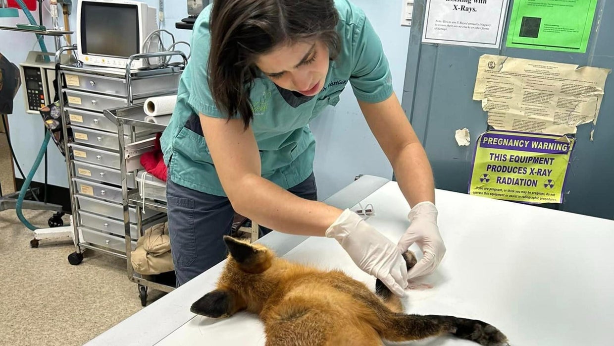 Lexington fox loses leg after stepping in illegal trap, Newhouse ...