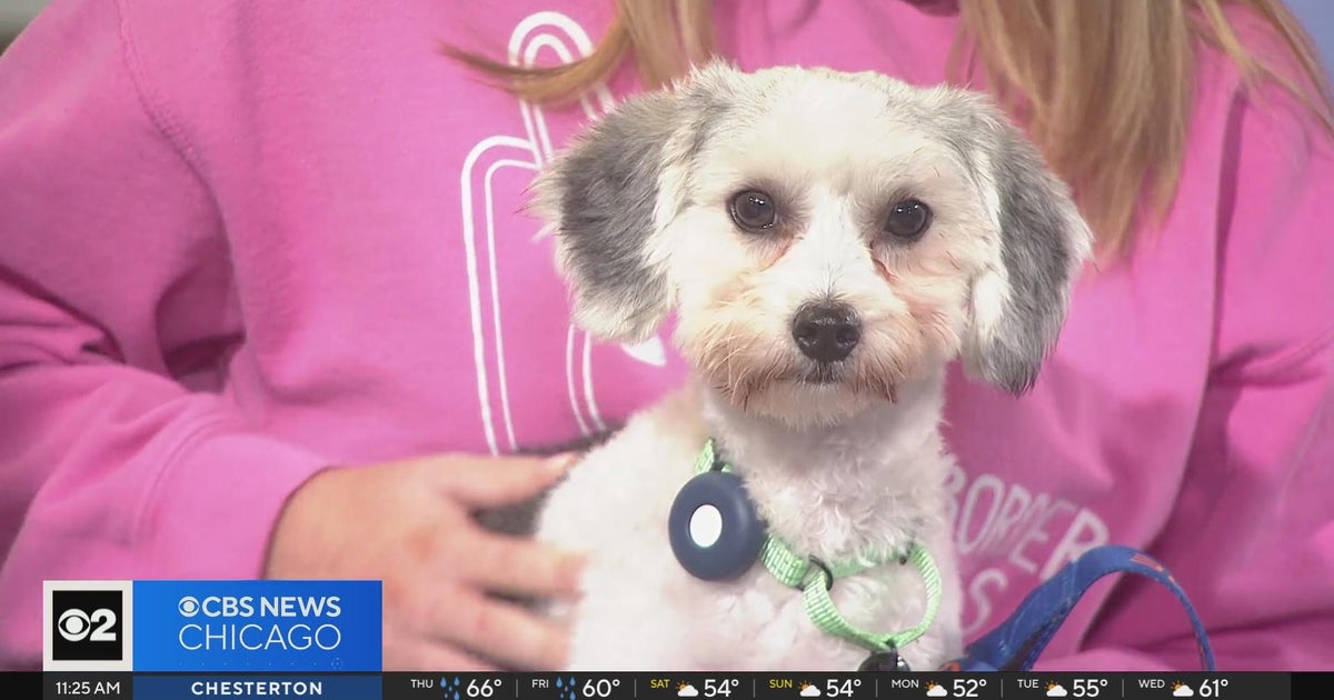 Pet Rescue Spotlight: Northbrook's Border Tails - CBS Chicago